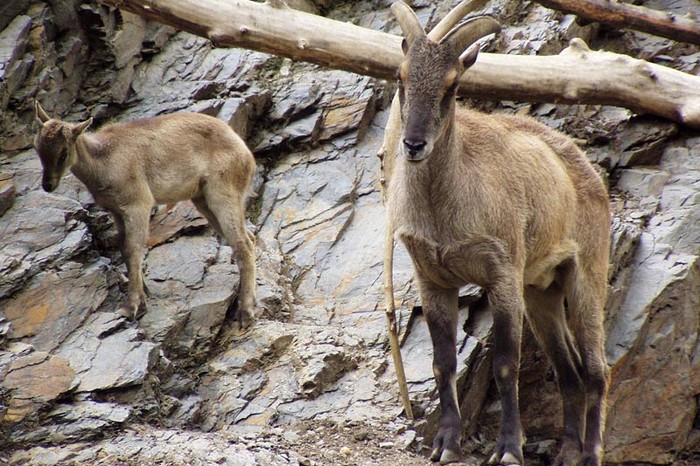 5 Animals That Will Benefit From The Great Himalayan National Park ...