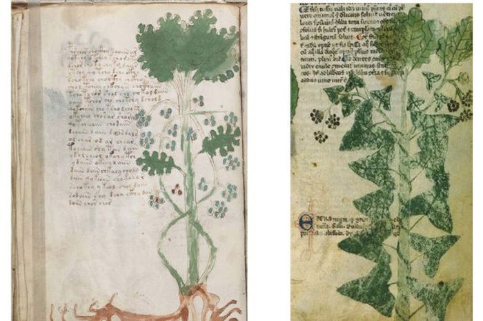 The Mysterious 15th Century Manuscript That Nobody Can Read - Homegrown