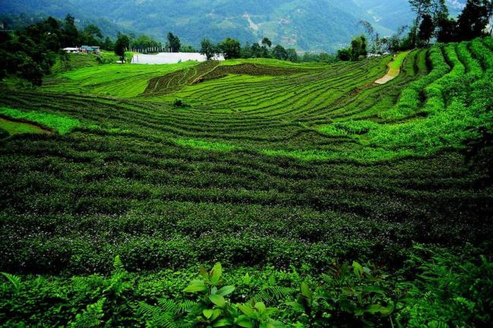 Sikkim Officially Becomes India's First Fully Organic State Today ...